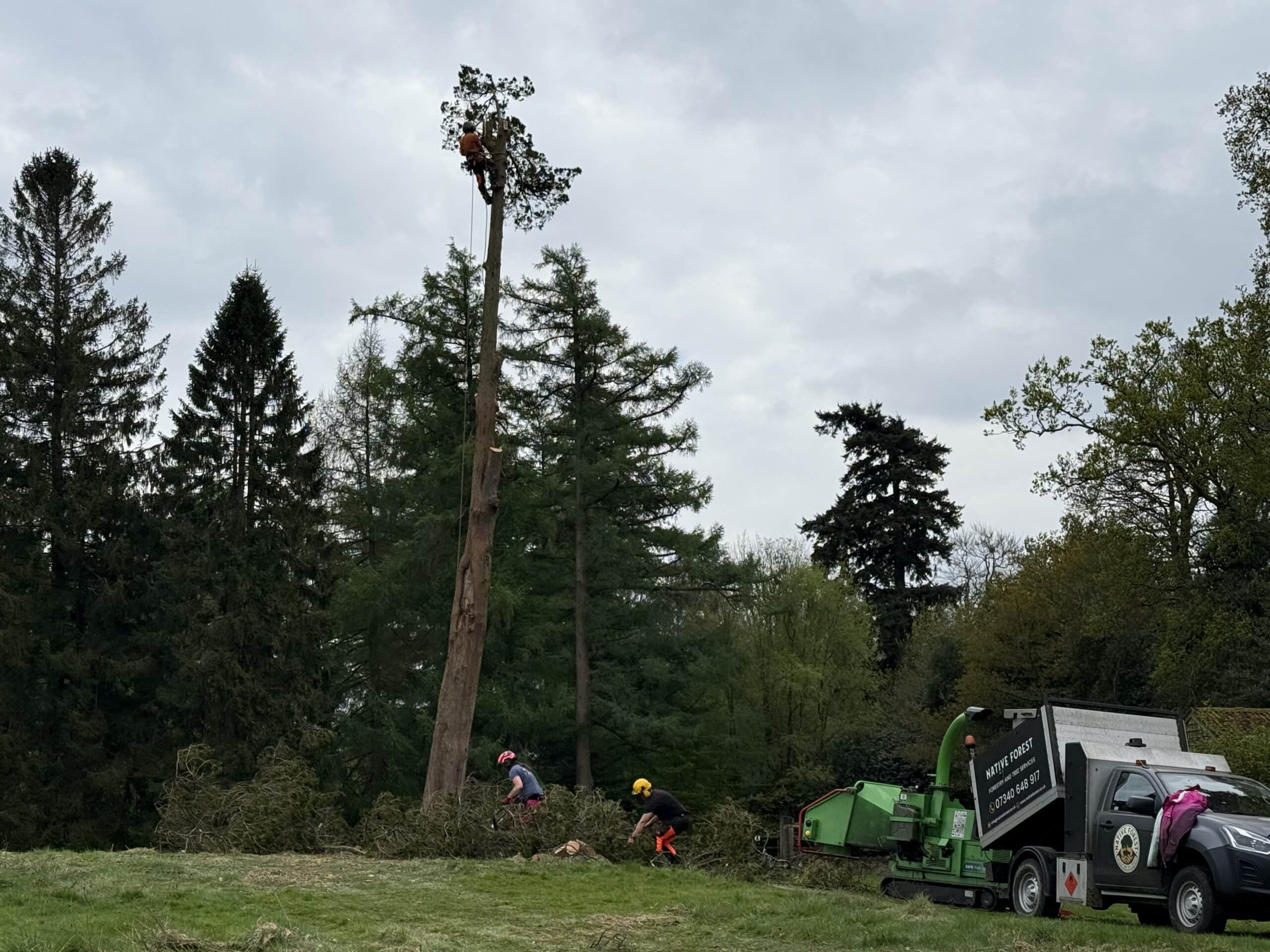 Commercial Tree Surgery In Surrey | Native Forest Ltd.